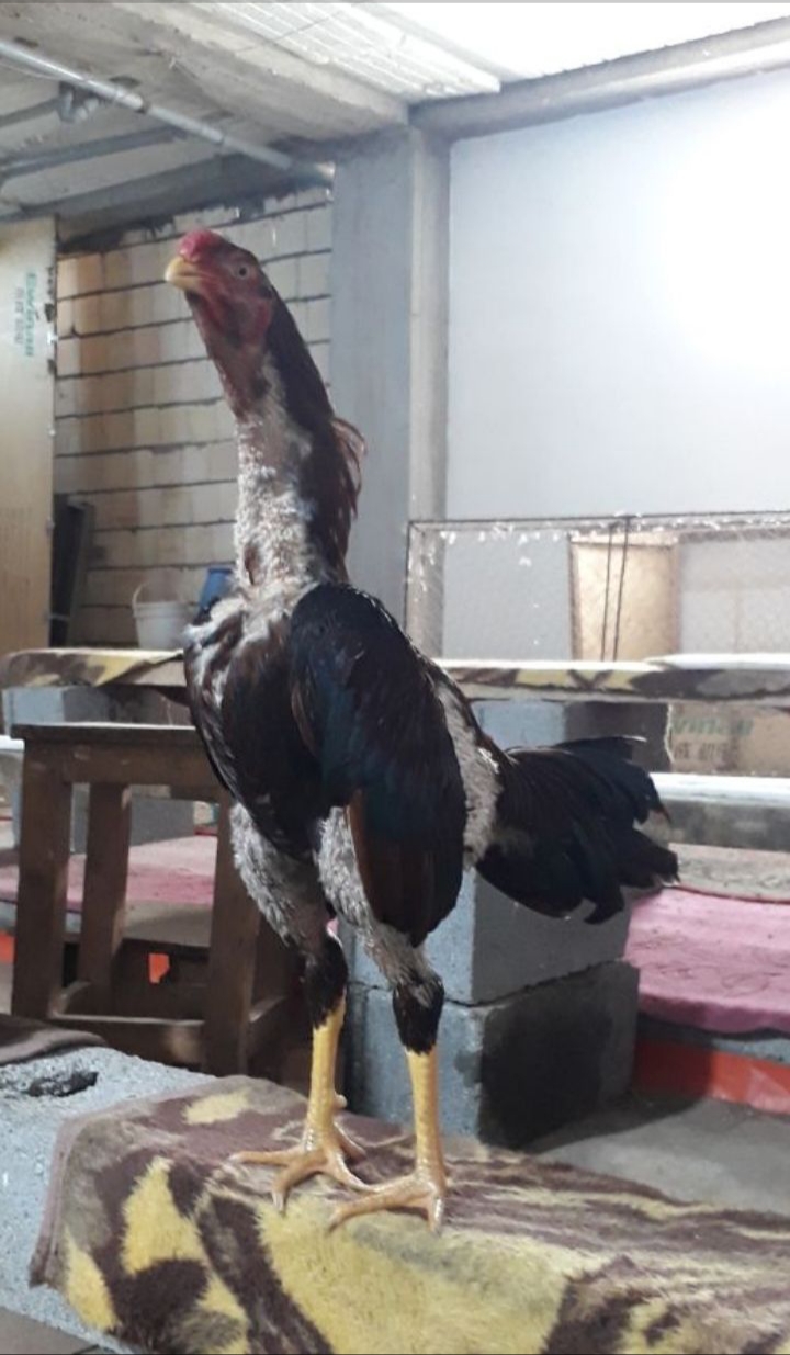 فروش خروس لاری اصیل آماده میدان تیر ۱۳۹۸