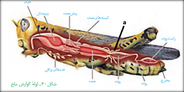 تحلیل شکل 40 فصل گوارش کتاب زیست و آزمایشگاه پایه دهم تجربی چاپ 1395